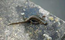 蝾螈属 - 快懂百科