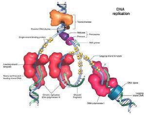 DNA复制 - 快懂百科