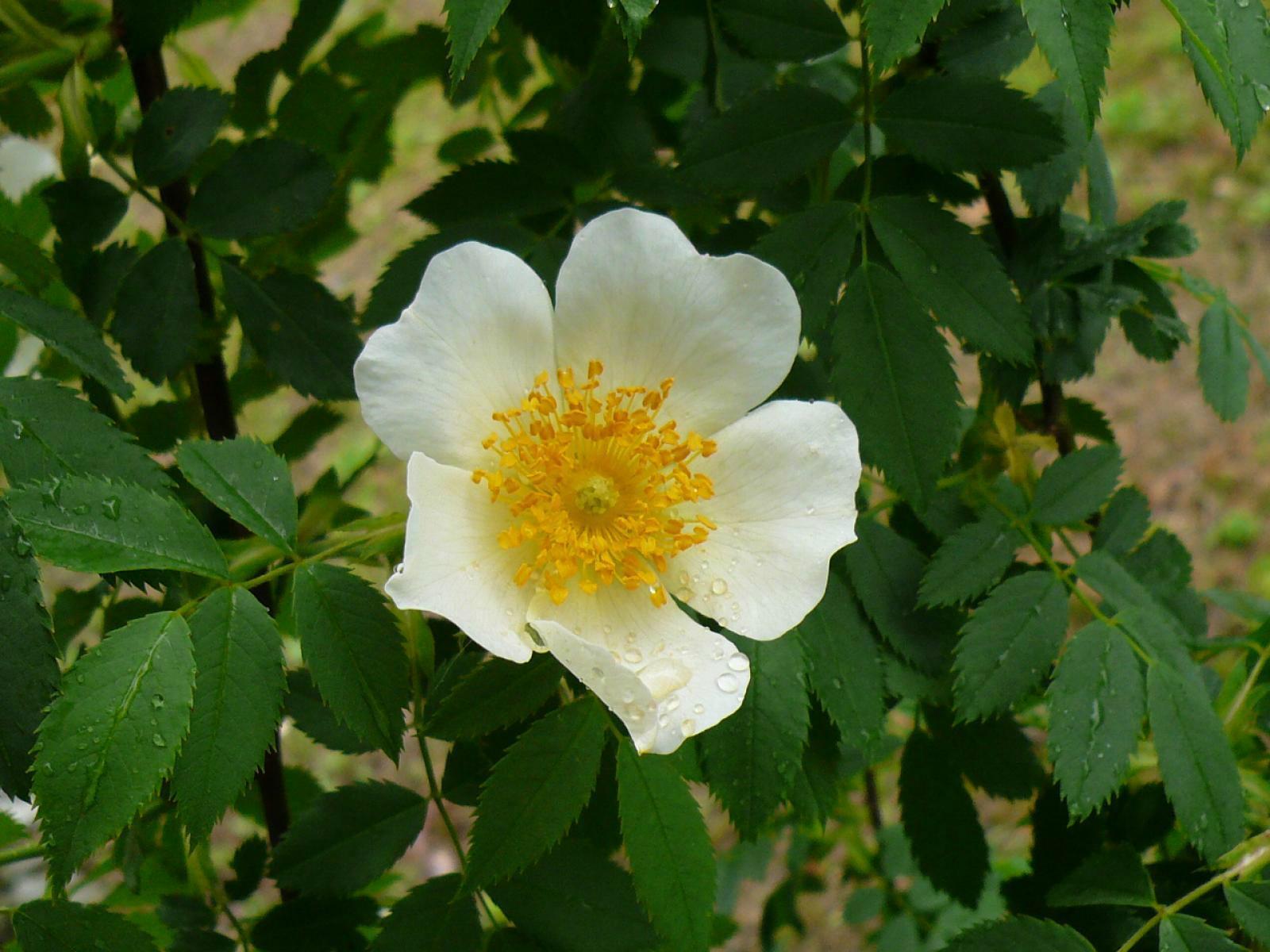 腺齿蔷薇 - 快懂百科