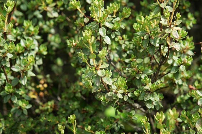 雪层杜鹃 - 快懂百科