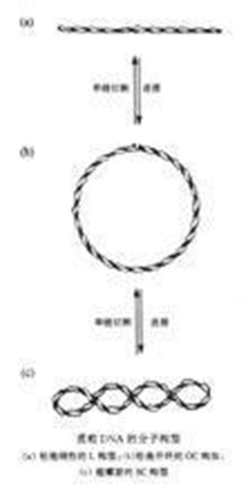 开环DNA - 快懂百科