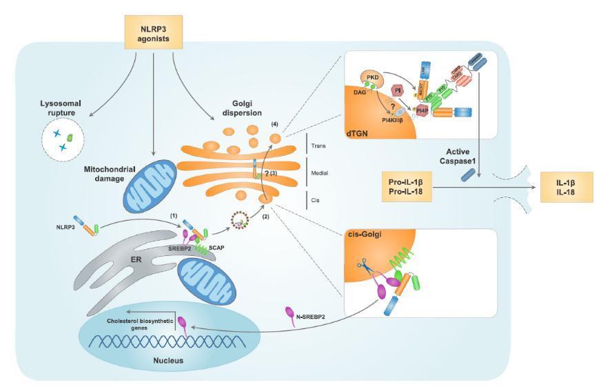 高尔基体 - 快懂百科