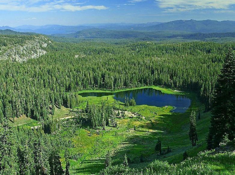 针叶林 - 快懂百科