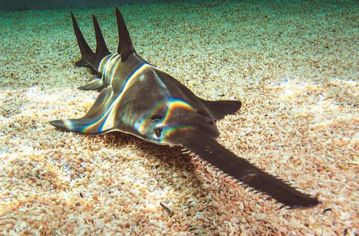 尖齿锯鳐 - 快懂百科