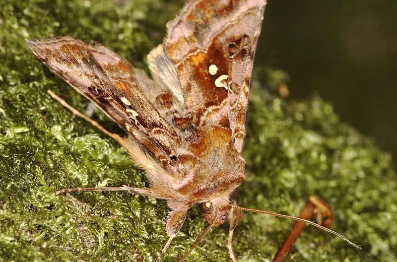 银纹夜蛾 - 快懂百科