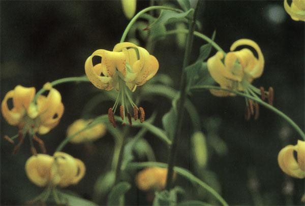 南川百合 - 快懂百科