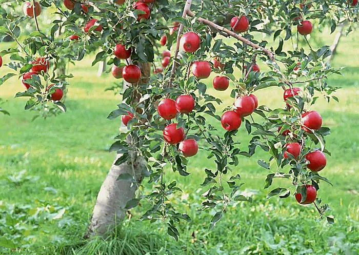 苹果亚科 - 快懂百科