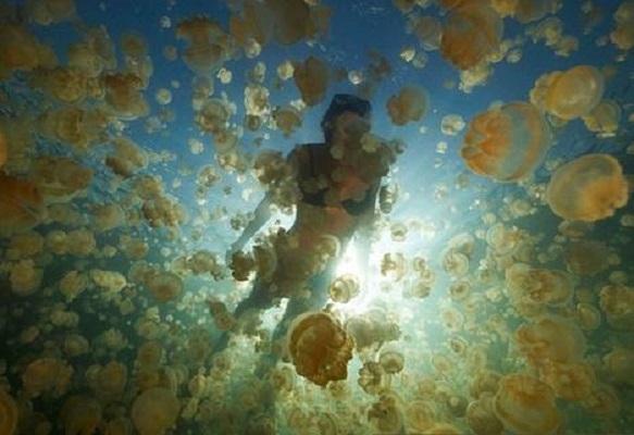 帕劳群岛 - 快懂百科