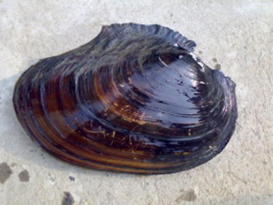 褶纹冠蚌 - 快懂百科