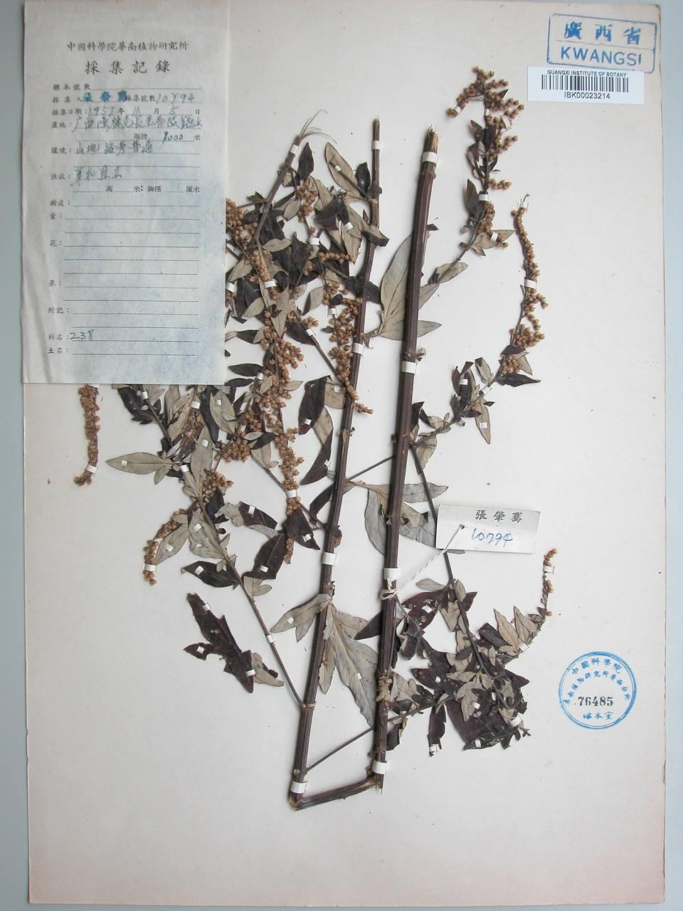 密毛白莲蒿 - 快懂百科