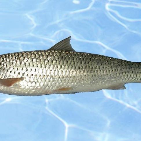 赤眼鳟 - 快懂百科