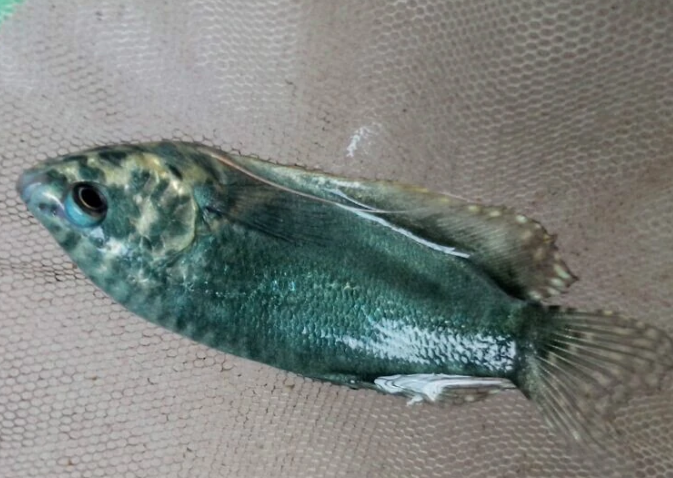 蓝线鳍鱼 - 快懂百科