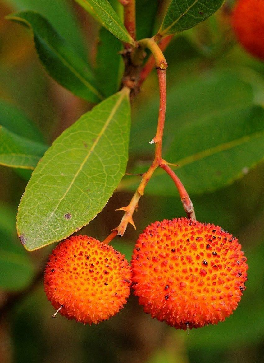 草莓树 - 快懂百科