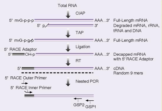 RACE技术 - 快懂百科