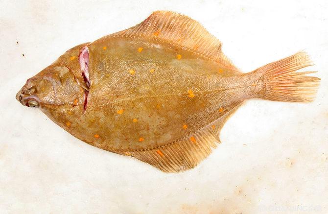 比目鱼 - 快懂百科