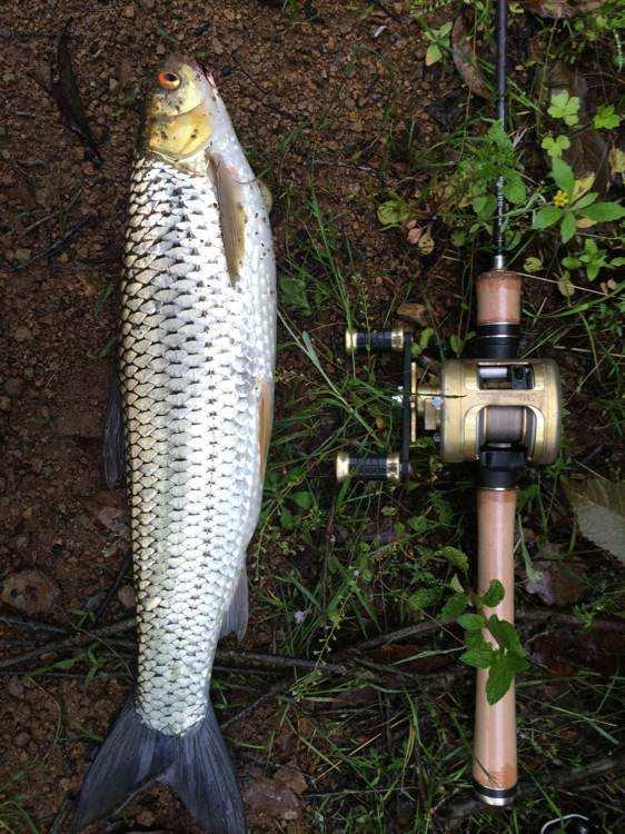 赤眼鳟 - 快懂百科