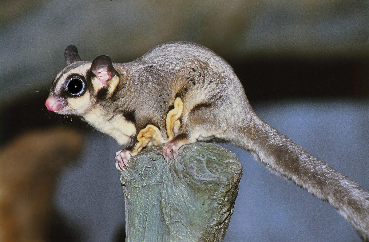 蜜袋鼯 - 快懂百科